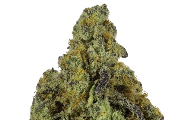 Organic Garlic Breath | Canada Wide Weed | Medical Marijuana Organic Garlic Breath | Canada Wide Weed | Medical Marijuana