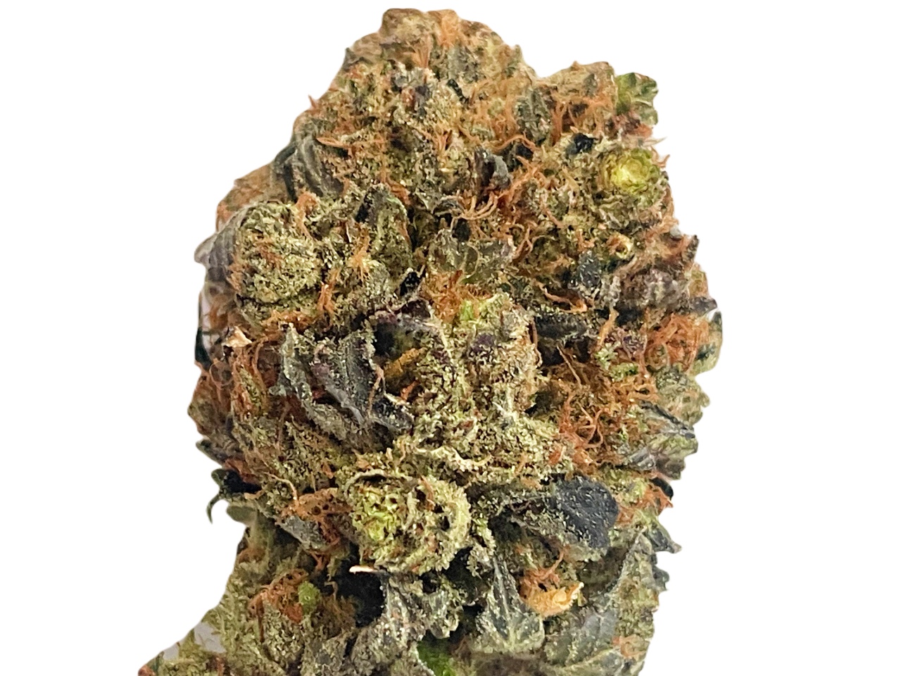 Purple Rockstar Kush strain | AAAA 33% THC